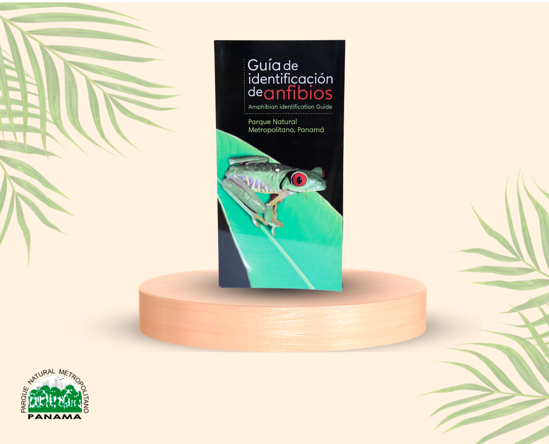 Guide to Amphibian Identification - Parque Natural Metropolitano