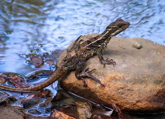 Jicotea Lagoon - Parque Natural Metropolitano
