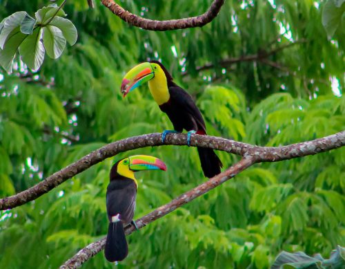 The Mono Titi Walk - Parque Natural Metropolitano