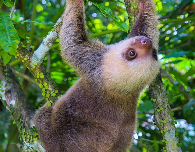 Los Guayacanes - Parque Natural Metropolitano
